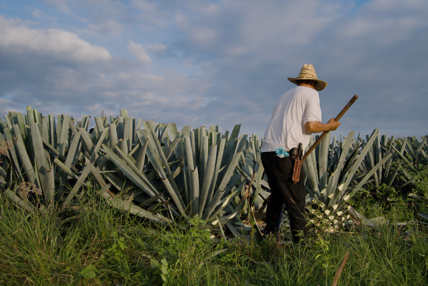 Tequila: the legend behind its origin - Velas Magazine