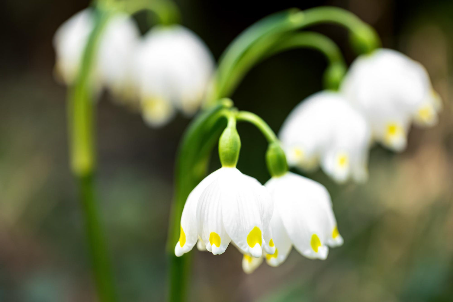The 7 most expensive flowers in the world - Bon Vivant