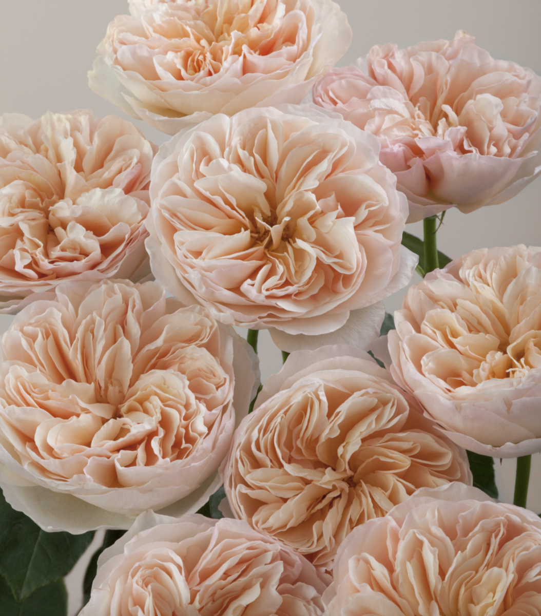 The 7 most expensive flowers in the world - Bon Vivant